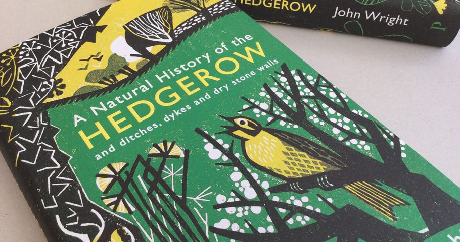 British Illustrator and Printmaker - Clare Curtis